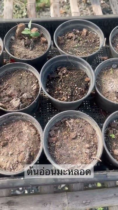 ‘มะหลอด ผลไม้พื้นเมืองทางภาคเหนือและอีสานตอนบน มีทั้งแบบต้นที่หวานและเปรี้ยว ใช้เวลาเพาะ 1