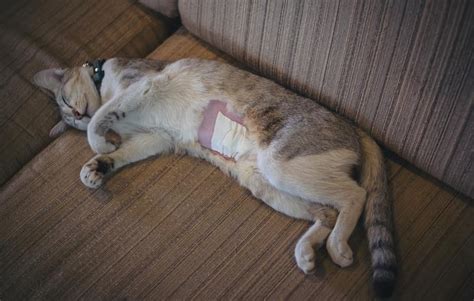 Cuidados De Un Gato Esterilizado Curas Alimentación Y Recuperación