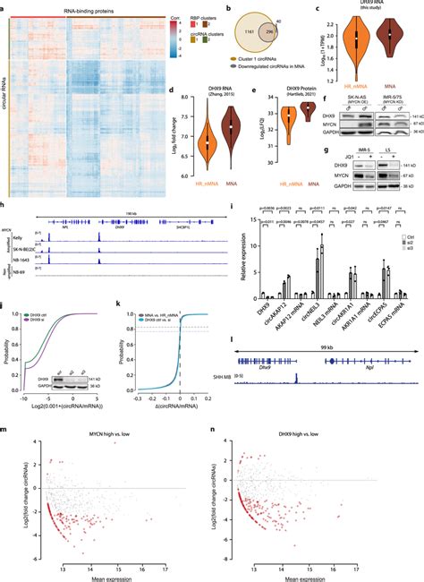 Mycn Controls The Rna Helicase Dhx9 To Suppress Circrna Expression A