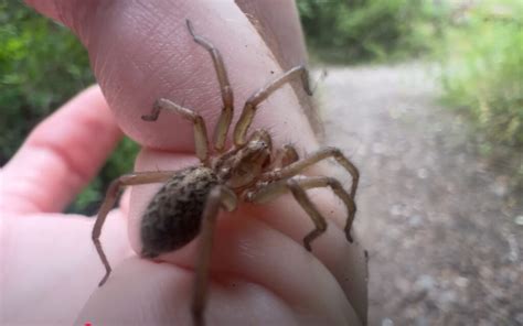 Hobo Spider Bite Symptoms Treatment With Picture