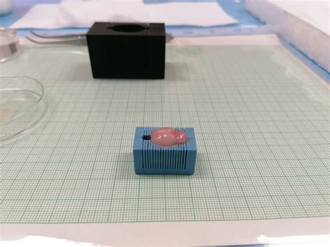 Brain Matrix For Slicing Par Daniel Éducation