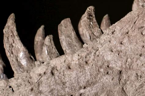 T Rex Skull Found In South Dakota Expected To Sell For 15m
