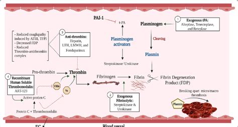Intravascular Thrombinfibrin Formation Pathway And Related