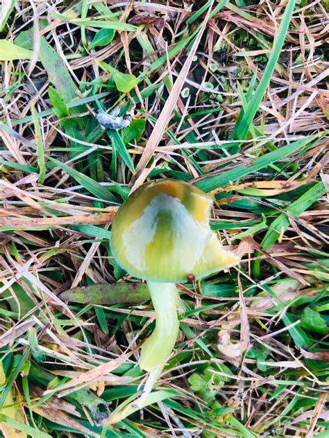 What Are Those 🙃 R Mushroomid