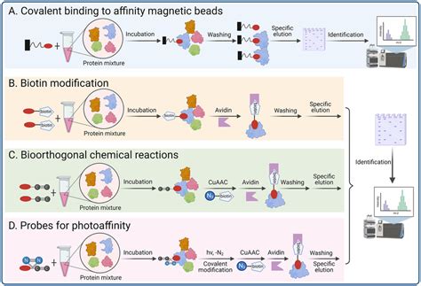 Natural Productecentric Target Identification Strategies A Covalent Download Scientific