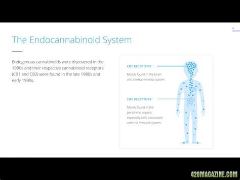 Endocannabinoid System 420 Magazine