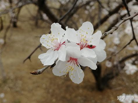 梅花和杏花在外观上有哪些区别？ 知乎