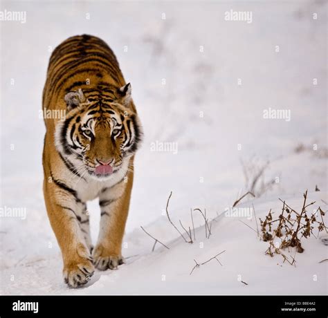 Siberian White Tiger Fotos Und Bildmaterial In Hoher Auflösung Alamy