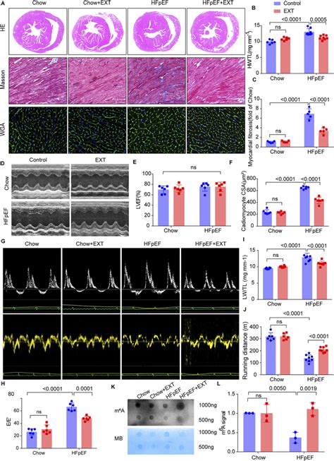Exercise Training Reverses Hfpef Phenotypes By Suppressing Myocardial