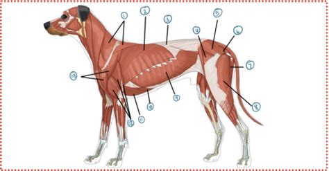 240 Lab Midterm Images Flashcards Quizlet 240 Lab Midterm Images Flashcards Quizlet