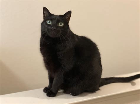 Java Golden Oldies Cat Rescue