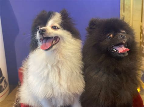 폼피츠 오레오허쉬 샴입양 셀커크렉스입양 스코티쉬폴드입양 스핑크스입양 아메리칸숏헤어입양 아비시니안입양 터키시앙고라입양 페르시안입양 애완견입양 반려견입양 털빠짐없는소형견종류