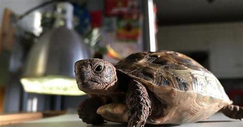 Why Does My Tortoise Look Like Hes About To Drop A Hip Hop Album Thats Straight Fire Album