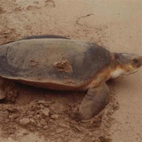 Flatback Sea Turtle Facts And Pictures