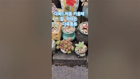 초보가 키우기 쉬운 다육종류 국민다육 다육이 다육식물 다육 Youtube
