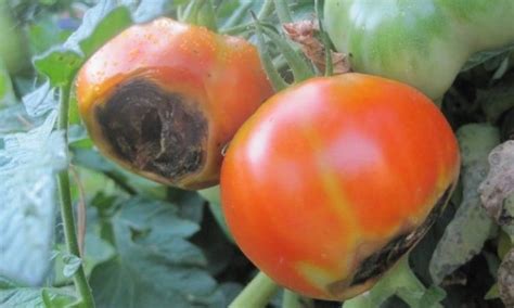 Пръскане на домати след дъжд Рубрика на Паралел 42