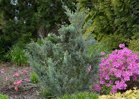 Juniper Shrubs Pruning