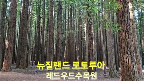 뉴질랜드 로토루아 레드우드수목원 Youtube