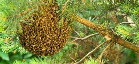 How To Survive A Bee Swarm Essential Tips And Tricks How To Survive Everything