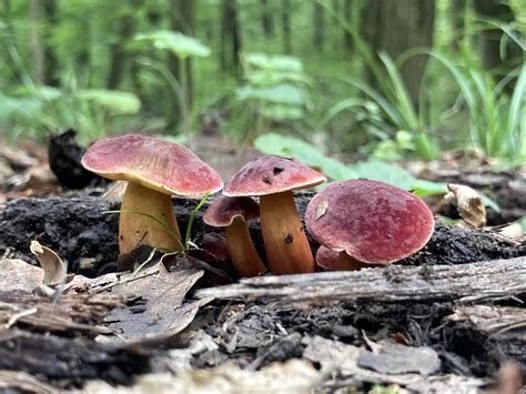 Piros Tinóru Hortiboletus Rubellus Képekkel