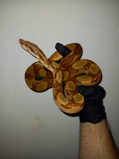 Boa Constrictor Hypo Male Dragon Ball Python