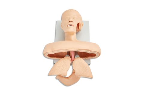 高级人体气管插管训练模型