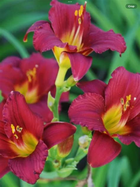 Hemerocallis Ruby Stella Laportes Nursery And Greenhouses Inc