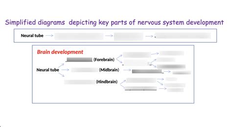 Diagram Of Nervous System Development Diagram Quizlet