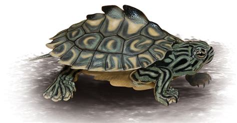 Ringed Map Turtle Sawan Books Ringed Map Turtle Sawan Books