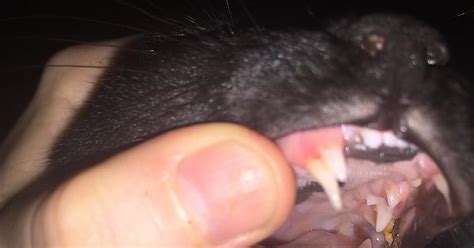 My Cat Has Two Fangs Anyone Else Ever Experience This Album On Imgur