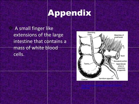 Ppt Immune System Powerpoint Presentation Free Download Id 1944373