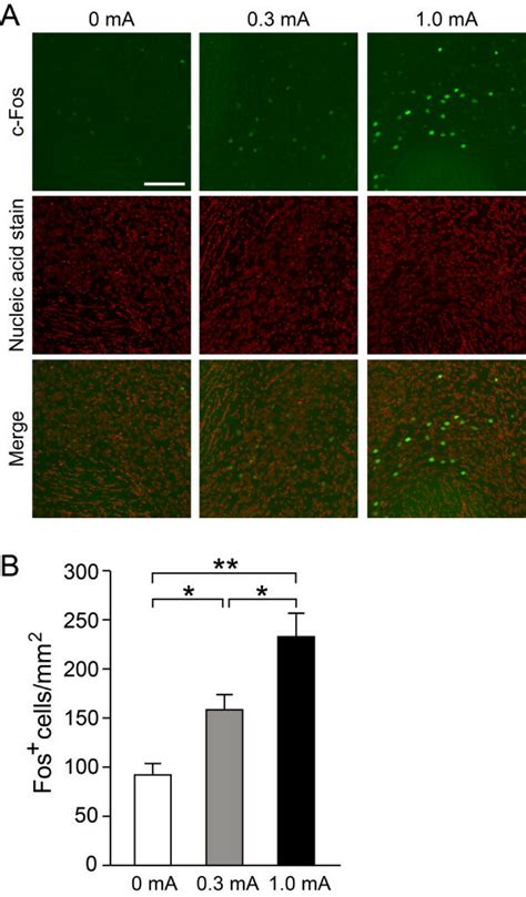 Immunohistochemical Analysis Of C Fos Protein Expression After Auditory Download Scientific