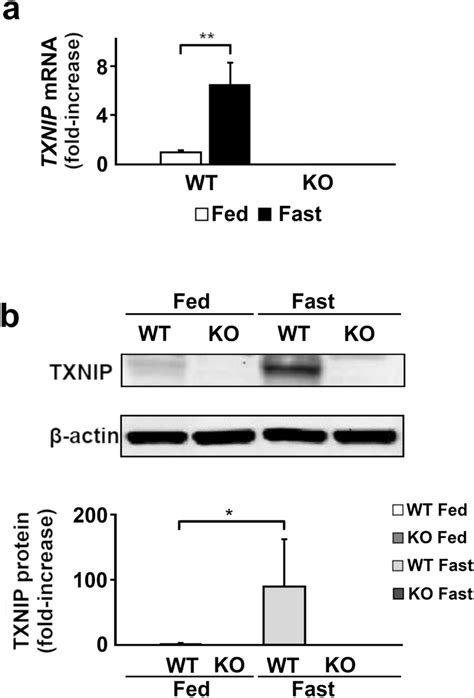 The Expression Of Txnip Is Upregulated During Fasting The Expression