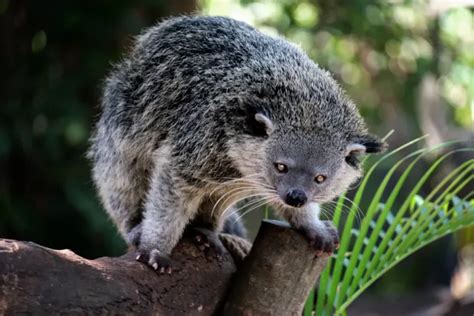 What Is A Binturong 12 Surprising Facts About This Critically