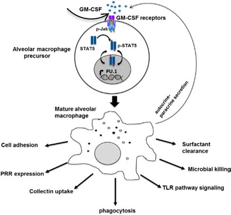 Is Cryptococcus Gattii A Primary Pathogen Pmc
