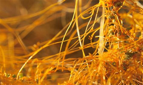 Dodder Seed Health Benefits Linden Botanicals