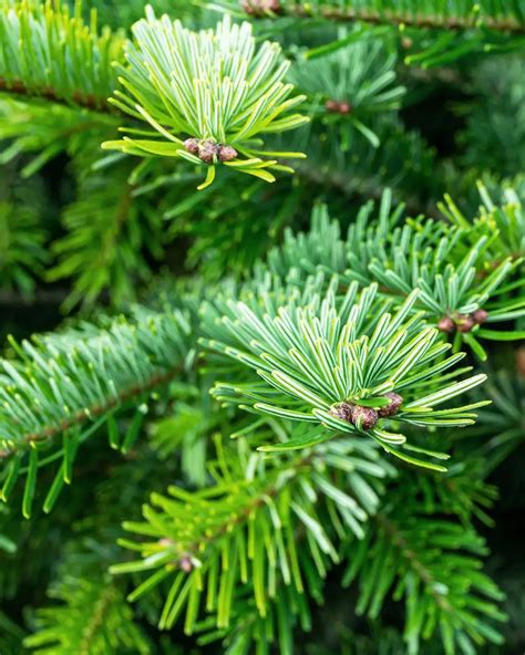 Pine Simple Syrup Recipe