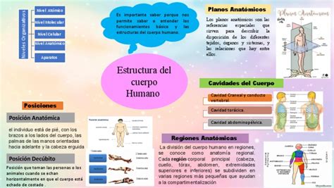 Estructura Del Cuerpo Humano Pdf Cuerpo Humano Tórax