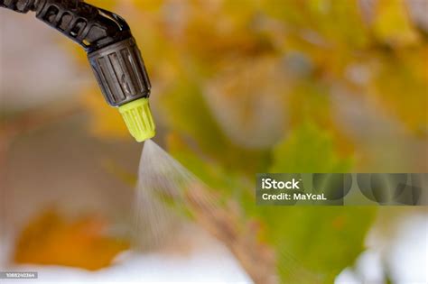 정원사 뿌리 젊은 매 화 나무 해충과 병 분무기와 질병에서 그는 그의 손에 분무기를 보유 하고있다 건강관리와 의술에 대한 스톡 사진 및 기타 이미지 Istock