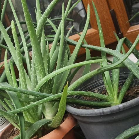 Mustafa Zeki Sıkı Sağlıklı And Varlıklı Yaşam Koçunuz