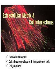 Understanding Cell Interactions The Extracellular Matrix Course Hero