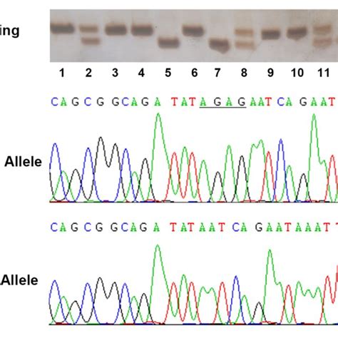Screening Of Polymorphism A Annotation Of Regions Containing Download Scientific Diagram