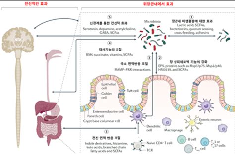 프로바이오틱스 Vs 포스트바이오틱스 어떤 유산균이 더 효과적일까 프로바이오틱스 Vs 포스트바이오틱스 어떤 유산균이 더 효과적일까