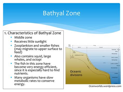 Stratification Of Marine Ecosystem Pptx