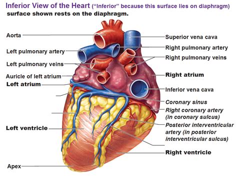 Intro To The Heart