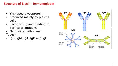 Immunity Class XII Biology Based On NCERT Pptx Blood Disorders Diseases And Conditions