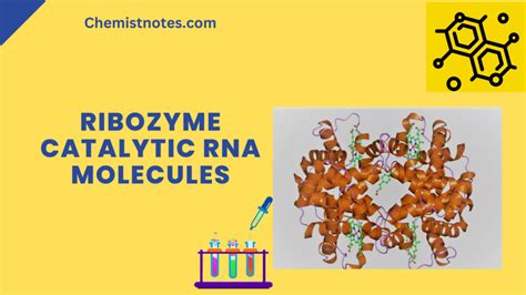 Urease Test Principle Protocol Results And Reliable Uses