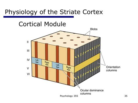 Ppt The Visual System Powerpoint Presentation Free Download Id 5742749