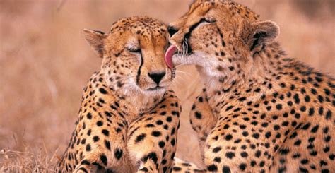 160 най добри безплатни Windows 10 теми за изтегляне [списък 2019] Софтуер 2025