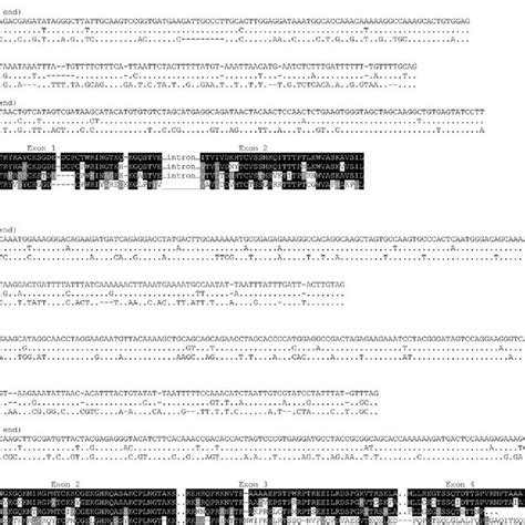 Comparisons Of Coding And Noncoding Sequence Similarities Download Table